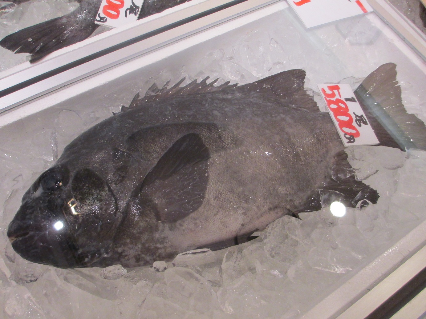 境港さかなセンター: さといものブログ